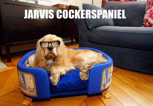 21 Ridiculous Pop Star/Animal Puns - Can You Do Better?