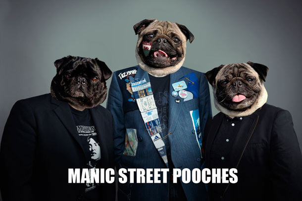 21 Ridiculous Pop Star/Animal Puns - Can You Do Better?