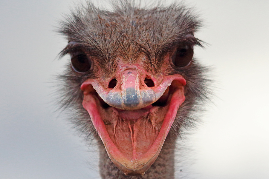 Really Wild Beasts - 5 Vicious Animal Attacks On Musicians - NME