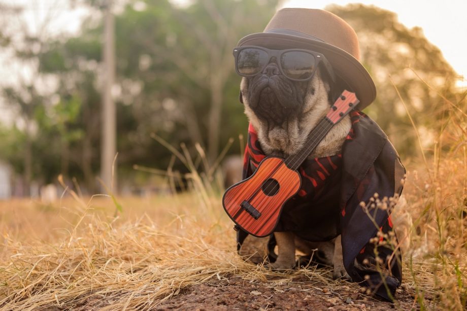 16 Of The Most Rock N Roll Dogs In The Business 16 Of The Most Rock N Roll Dogs In The Business