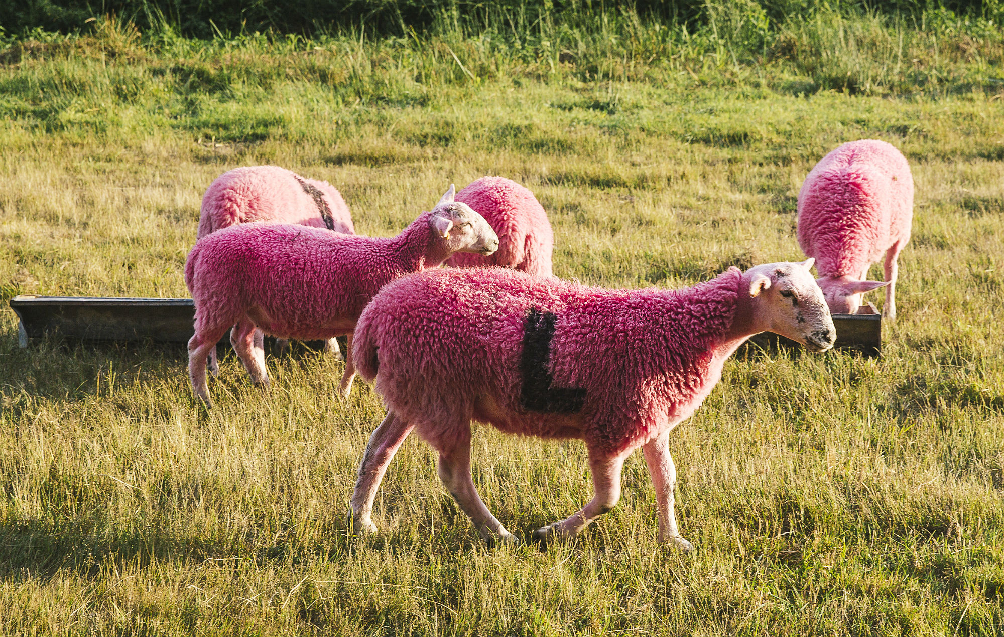 Petition launched to stop Latitude Festival from dyeing sheep pink - NME